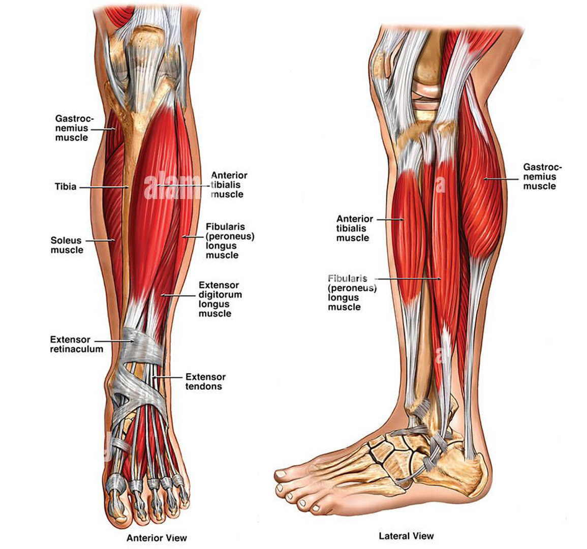 Shin Assessment - ARC Running